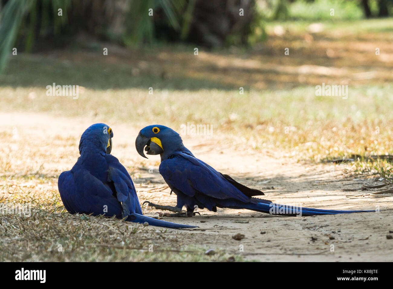 Brazilian Pantanal - Blue Macaw Stock Photo - Alamy