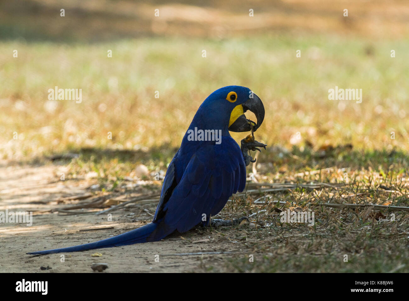 Macaw drawing hi-res stock photography and images - Alamy