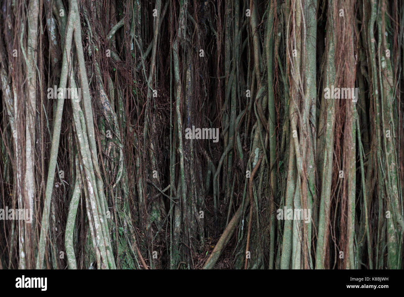 Oak tree root system hi-res stock photography and images - Alamy