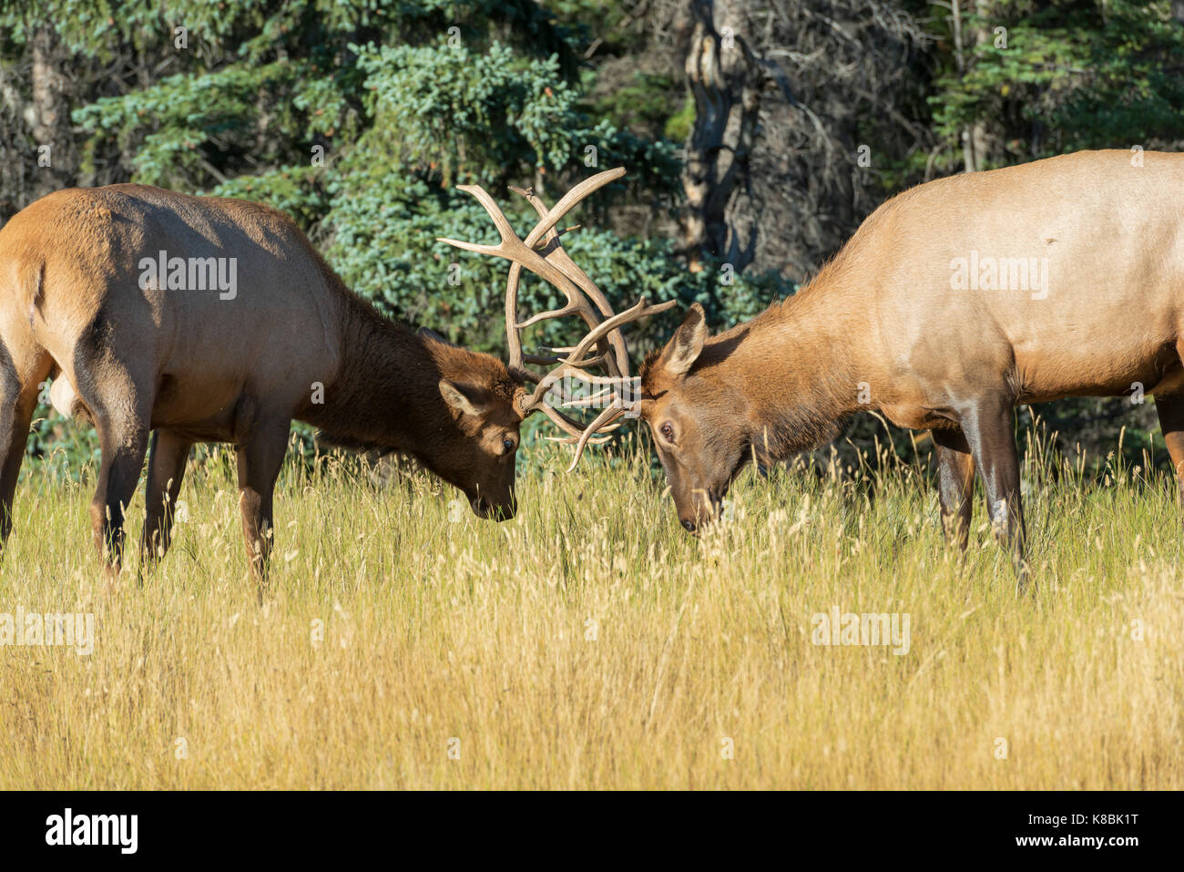 Male elks hi-res stock photography and images - Alamy
