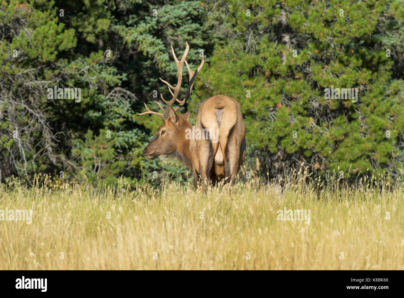 Bull elk in profile hi-res stock photography and images - Alamy