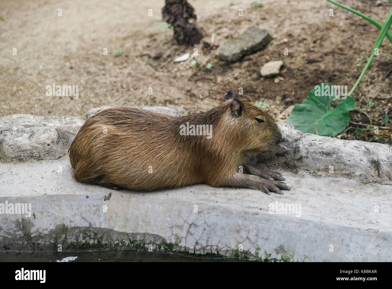 Photo of an animal called Capybara - Scientific name: Hydrochoerus ...