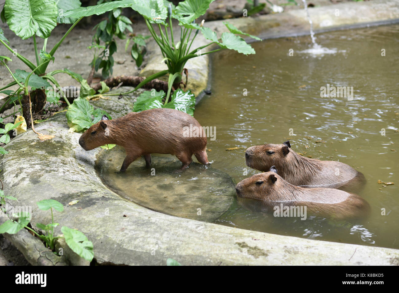 Photo of an animal called Capybara - Scientific name: Hydrochoerus ...