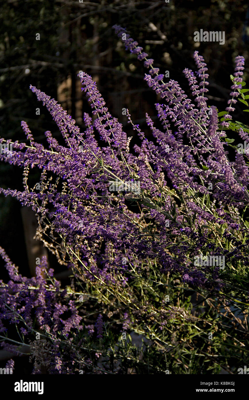 Oil of spike lavender hi-res stock photography and images - Alamy
