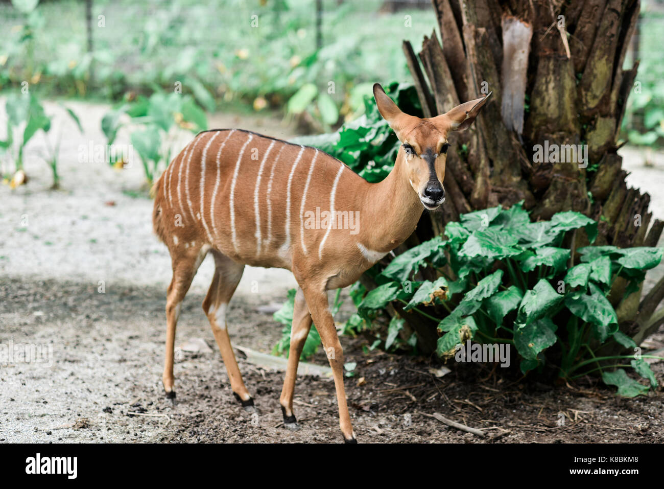 Antelope scientific name hi-res stock photography and images - Alamy