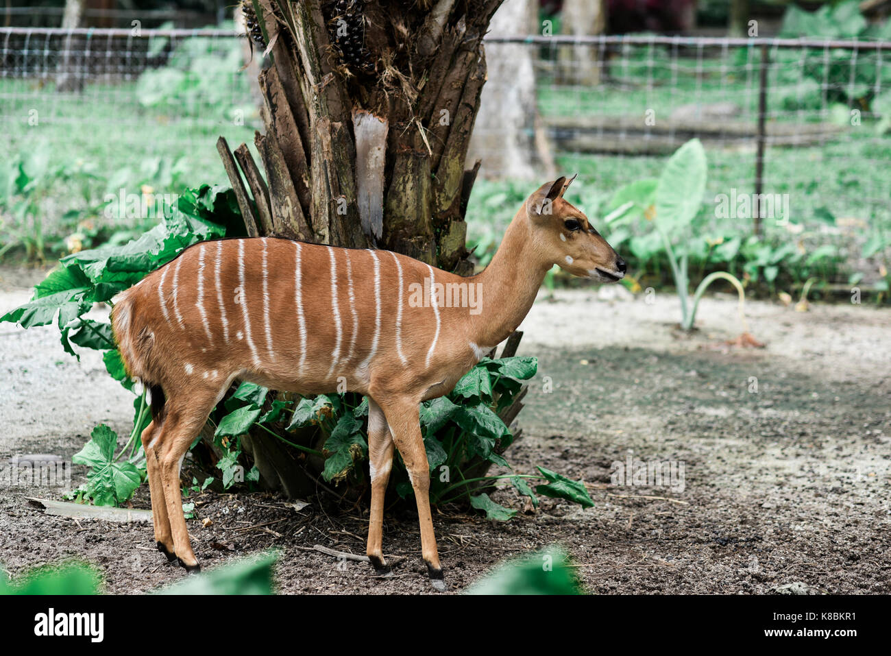 Photo of an animal called Nyala - Scientific name : Tragelaphus Angasii ...