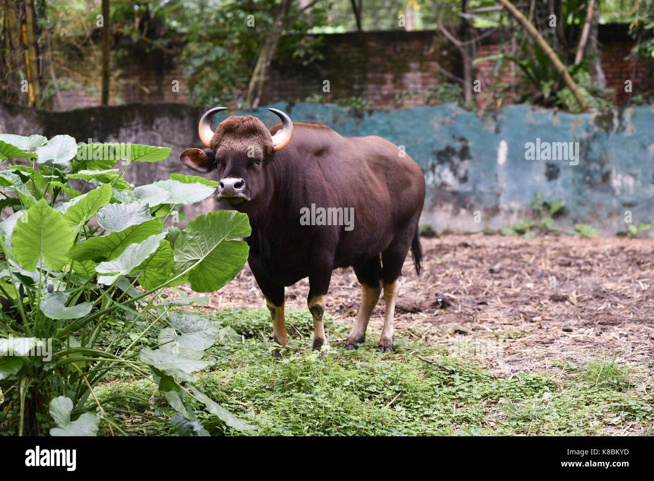 The indian bison also called as gaur hi-res stock photography and ...