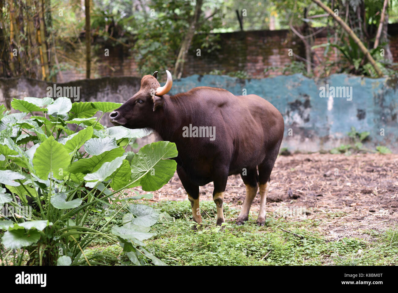 Gaur malaysia hi-res stock photography and images - Alamy