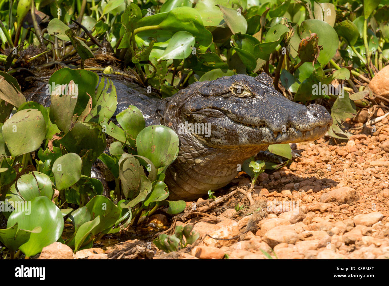 Brazilian Pantanal - Caiman Stock Photo - Alamy