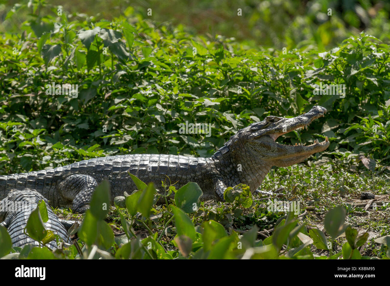 Skull of caiman hi-res stock photography and images - Alamy