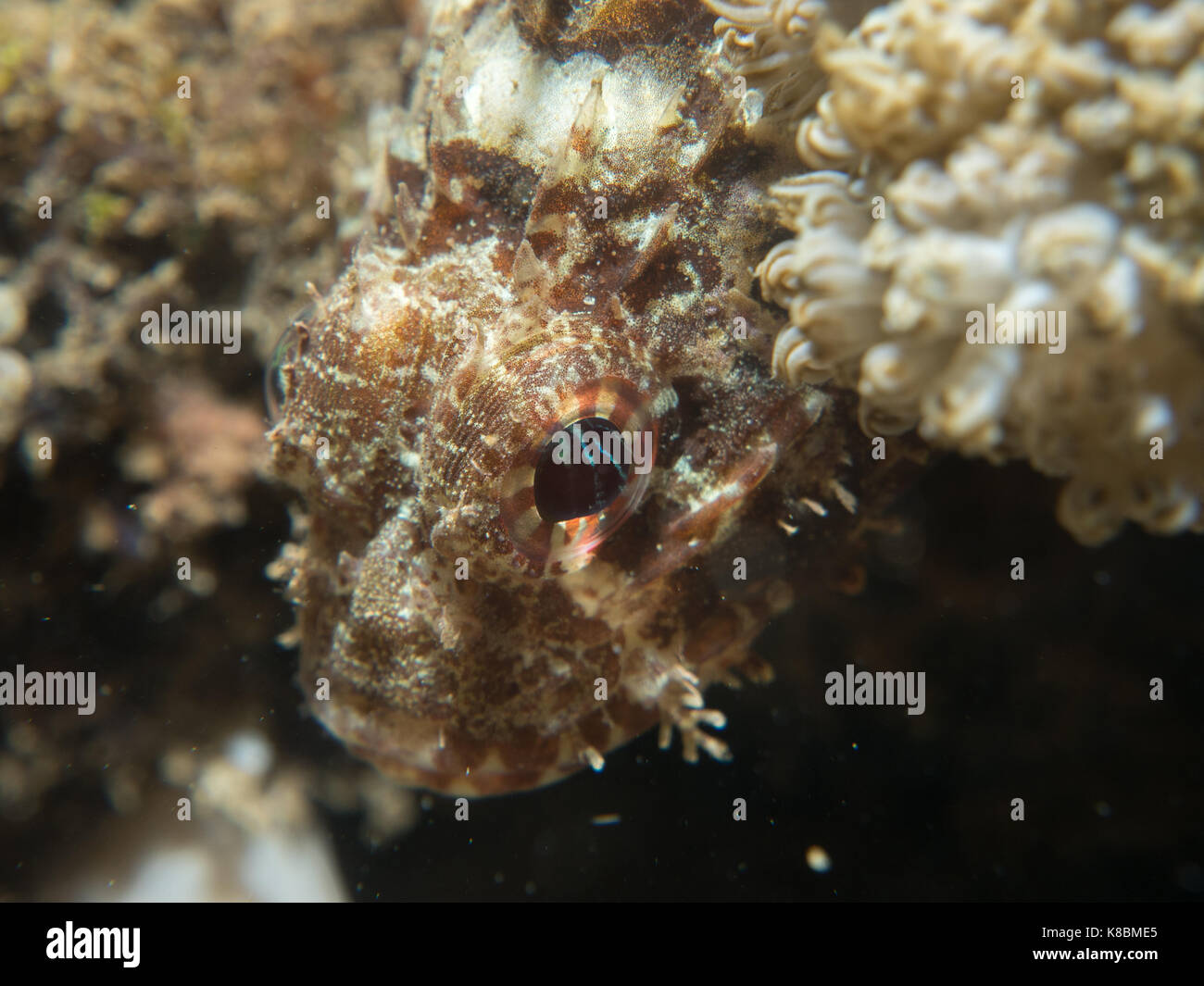 scorpion fish on the coral,Philippines Stock Photo - Alamy