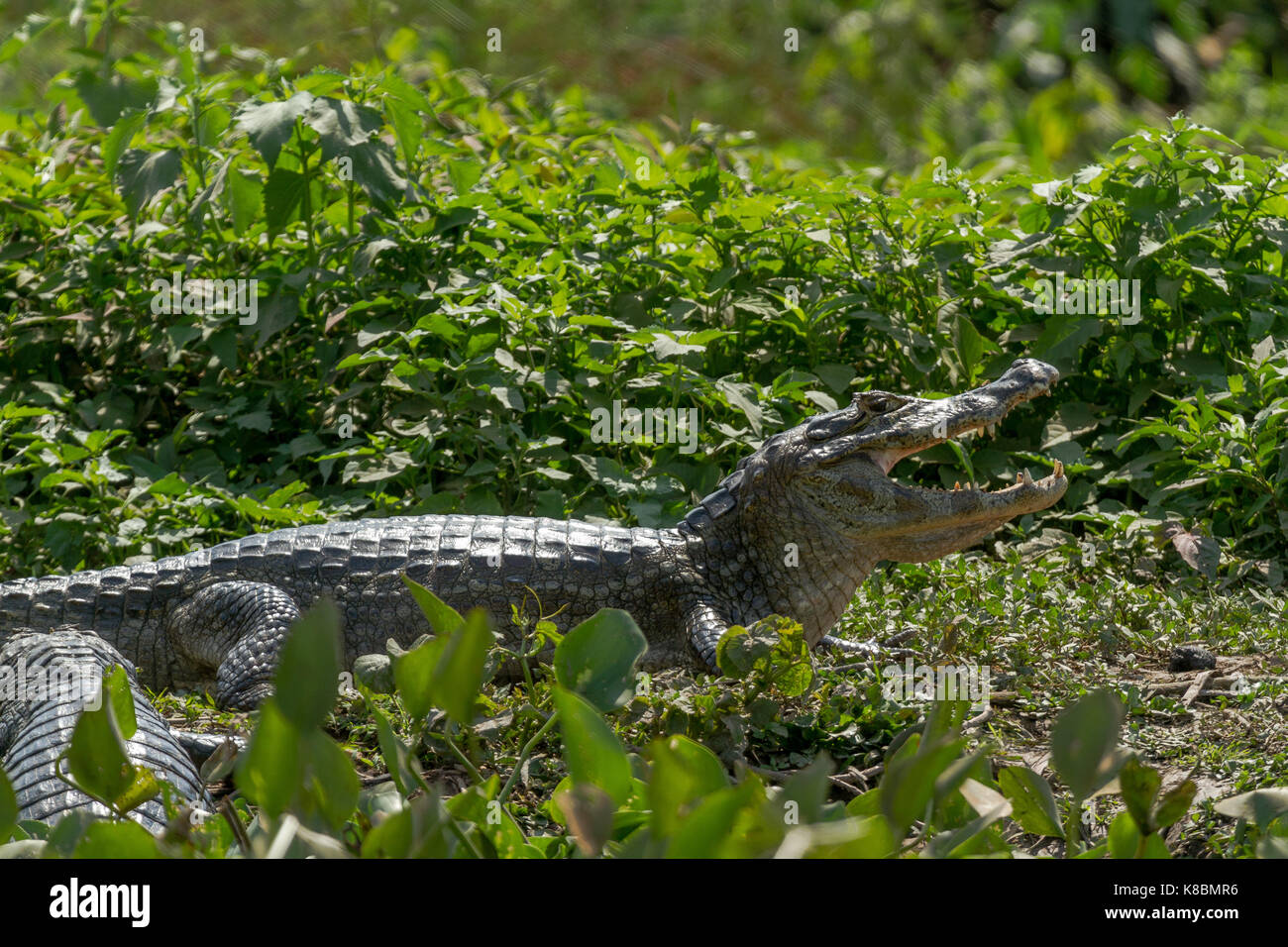 Brazilian Pantanal - Caiman Stock Photo - Alamy