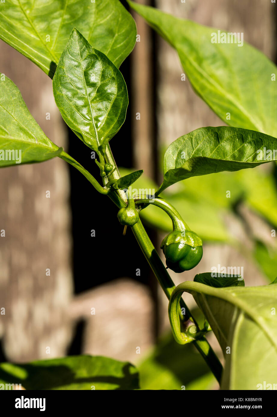 Growing of pepper hi-res stock photography and images - Alamy