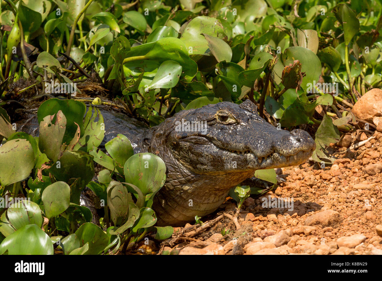 Brazilian Pantanal - Caiman Stock Photo - Alamy