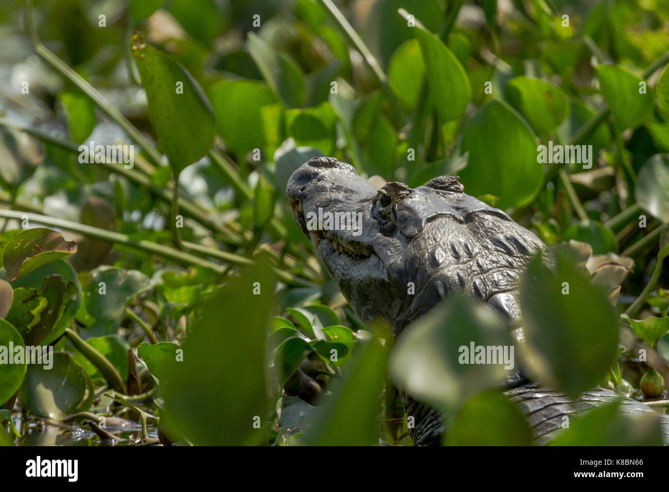 Brazilian Pantanal - Caiman Stock Photo - Alamy
