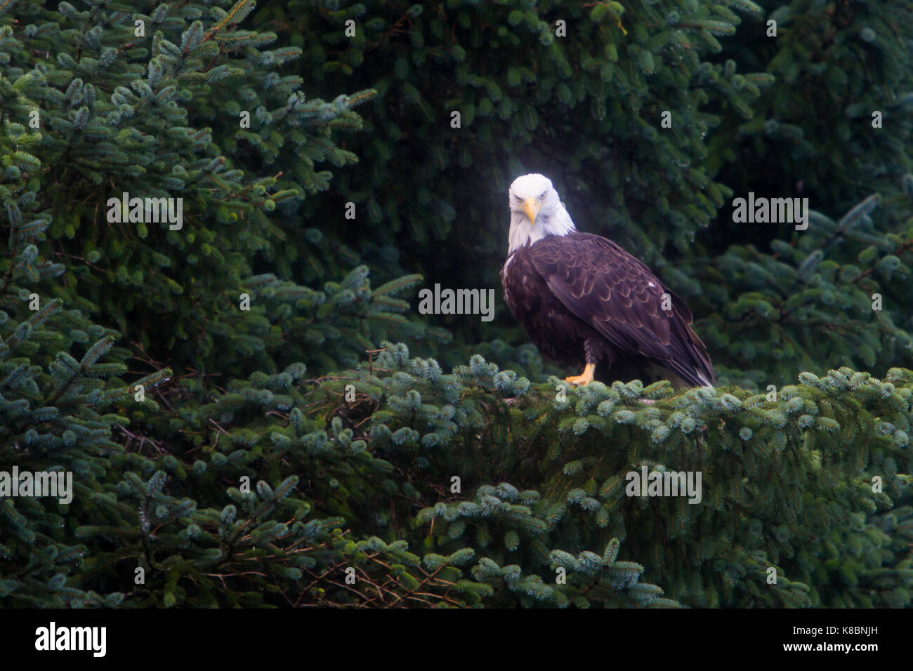 Eagle beak break hi-res stock photography and images - Alamy