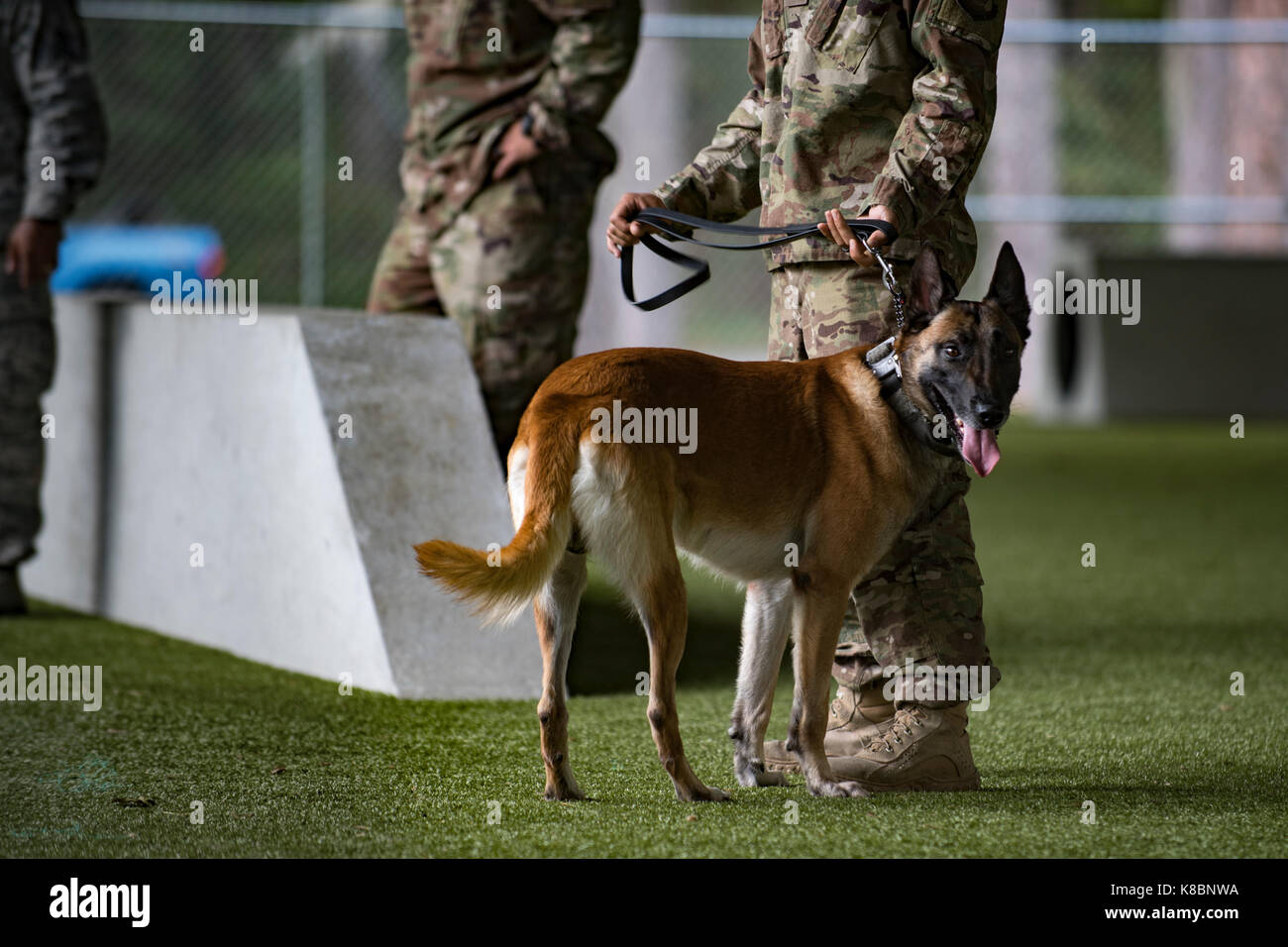 Military working dog hi-res stock photography and images - Alamy