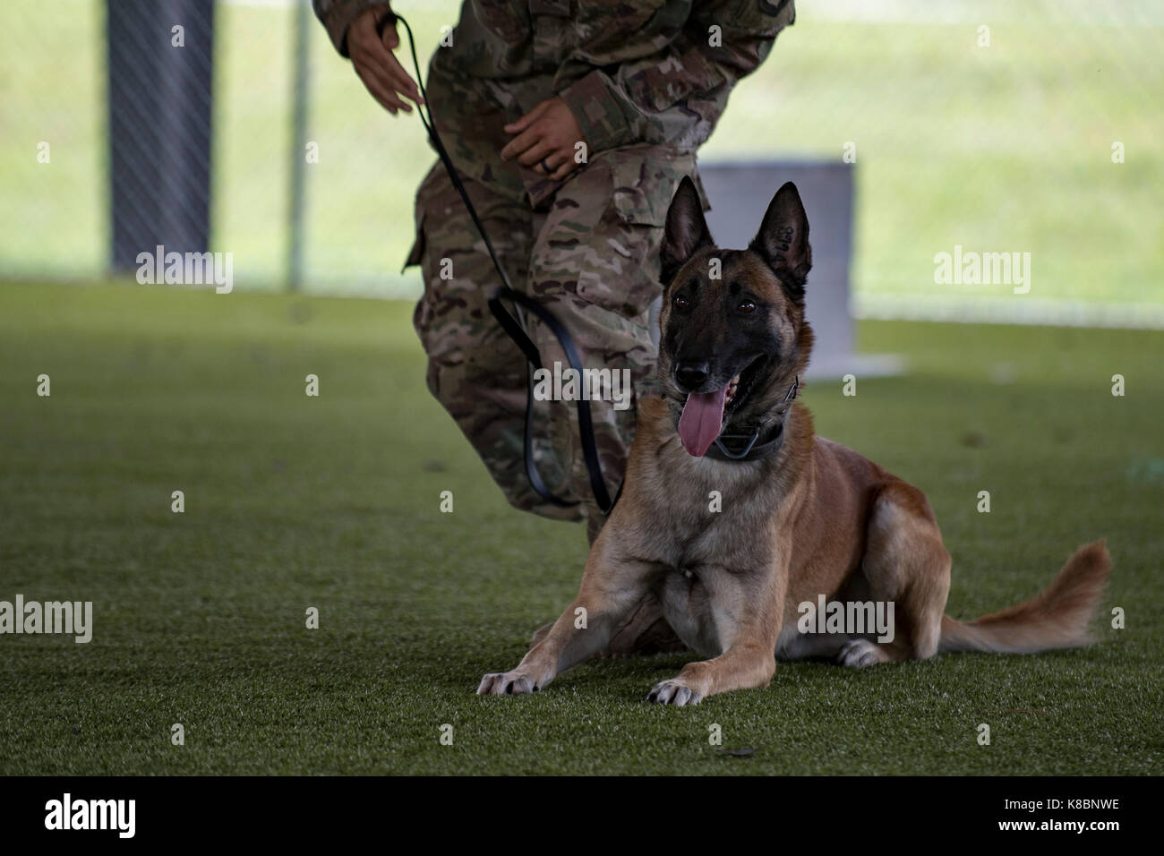 Military working dog hi-res stock photography and images - Alamy