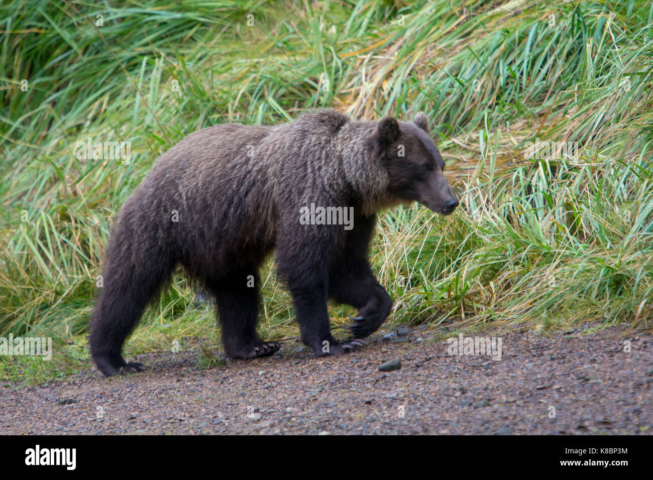 Coastal brown bears fish for salmon in a river in Southeast Alaska, USA ...