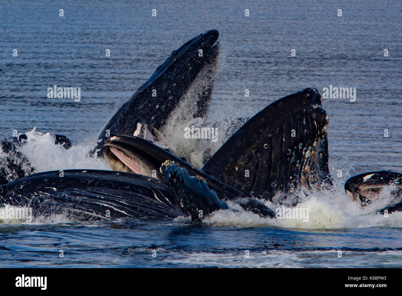 Humpback whale barnacle hi-res stock photography and images - Alamy