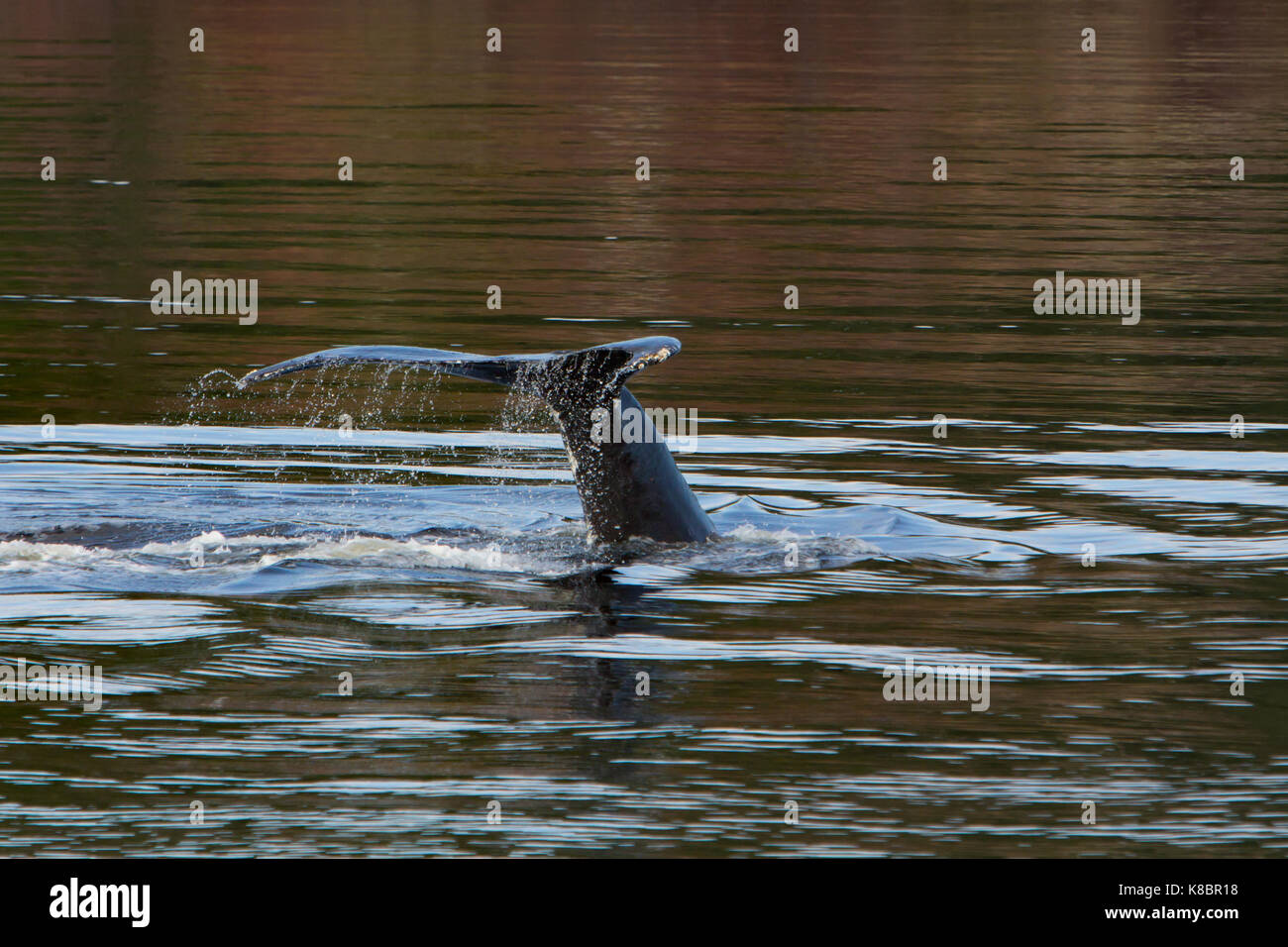 Tail lifts hi-res stock photography and images - Alamy