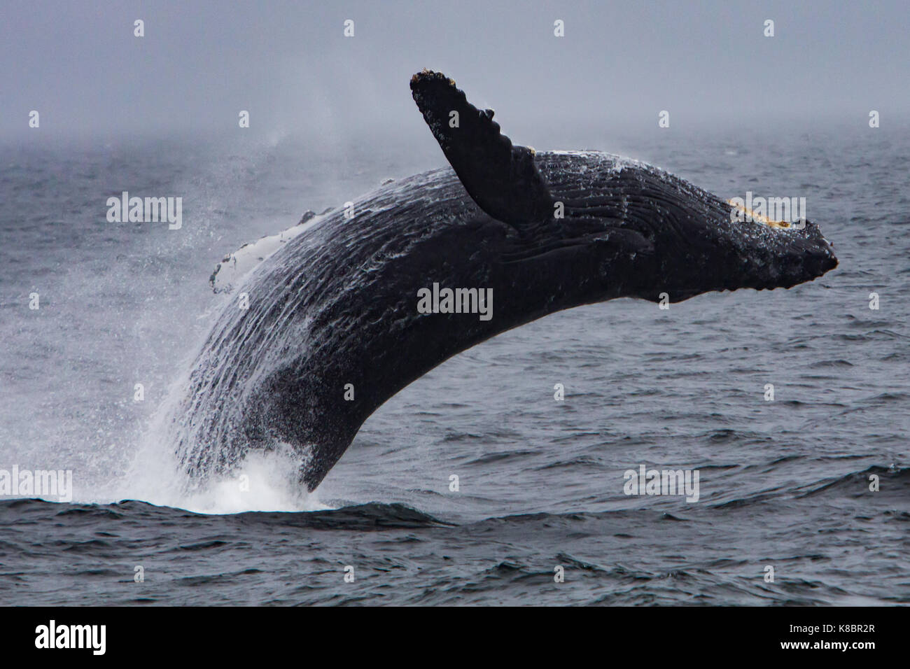 Humpback whale splash hi-res stock photography and images - Alamy