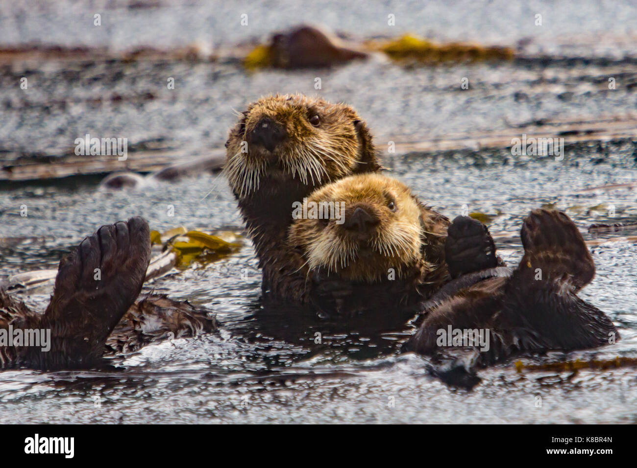 Kelp alaska hi-res stock photography and images - Alamy