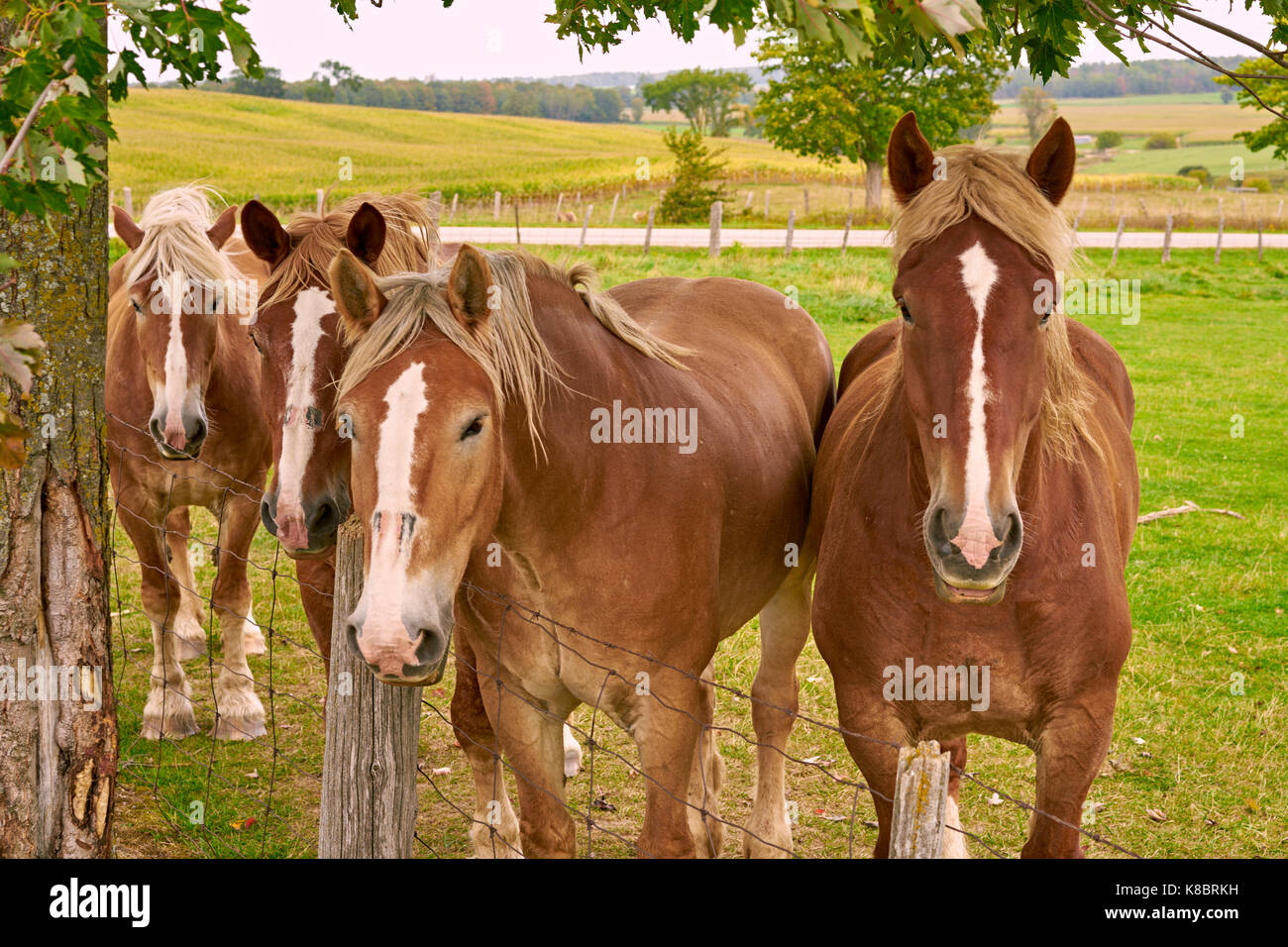 Horses in row hi-res stock photography and images - Alamy