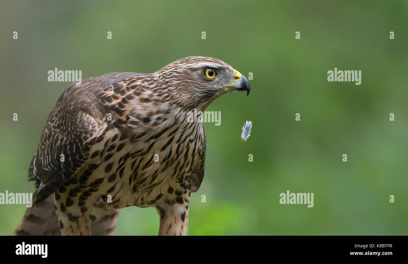 Northern Goshawk, juvenile female with prey on an open spot in the ...
