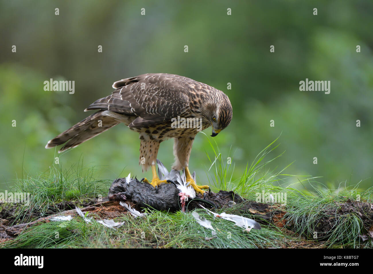 Northern Goshawk, juvenile female with prey on an open spot in the ...