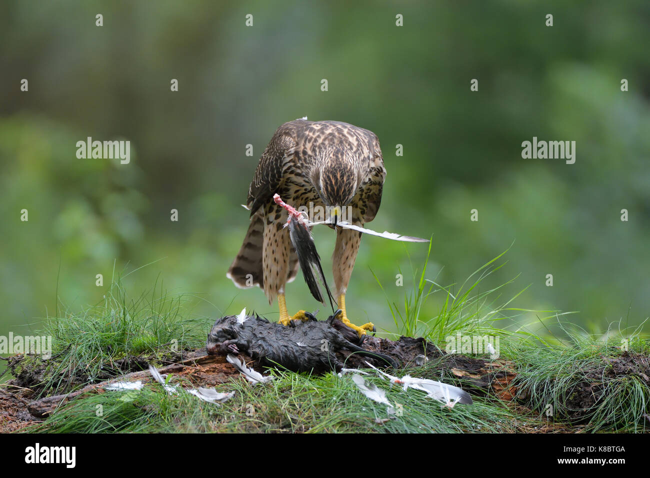 Northern Goshawk, juvenile female with prey on an open spot in the ...