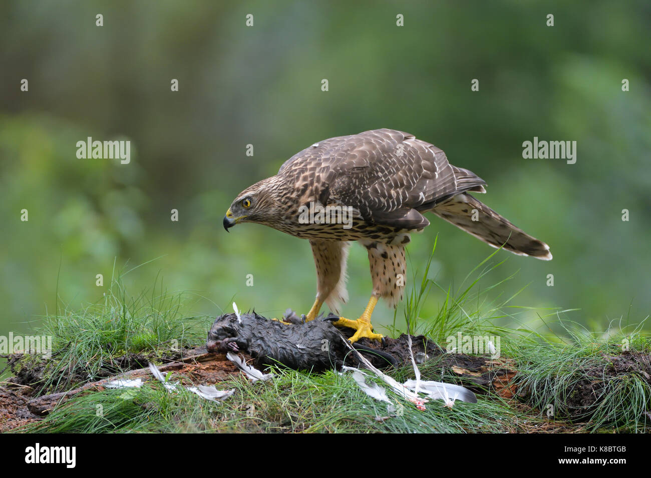 Northern Goshawk, juvenile female with prey on an open spot in the ...