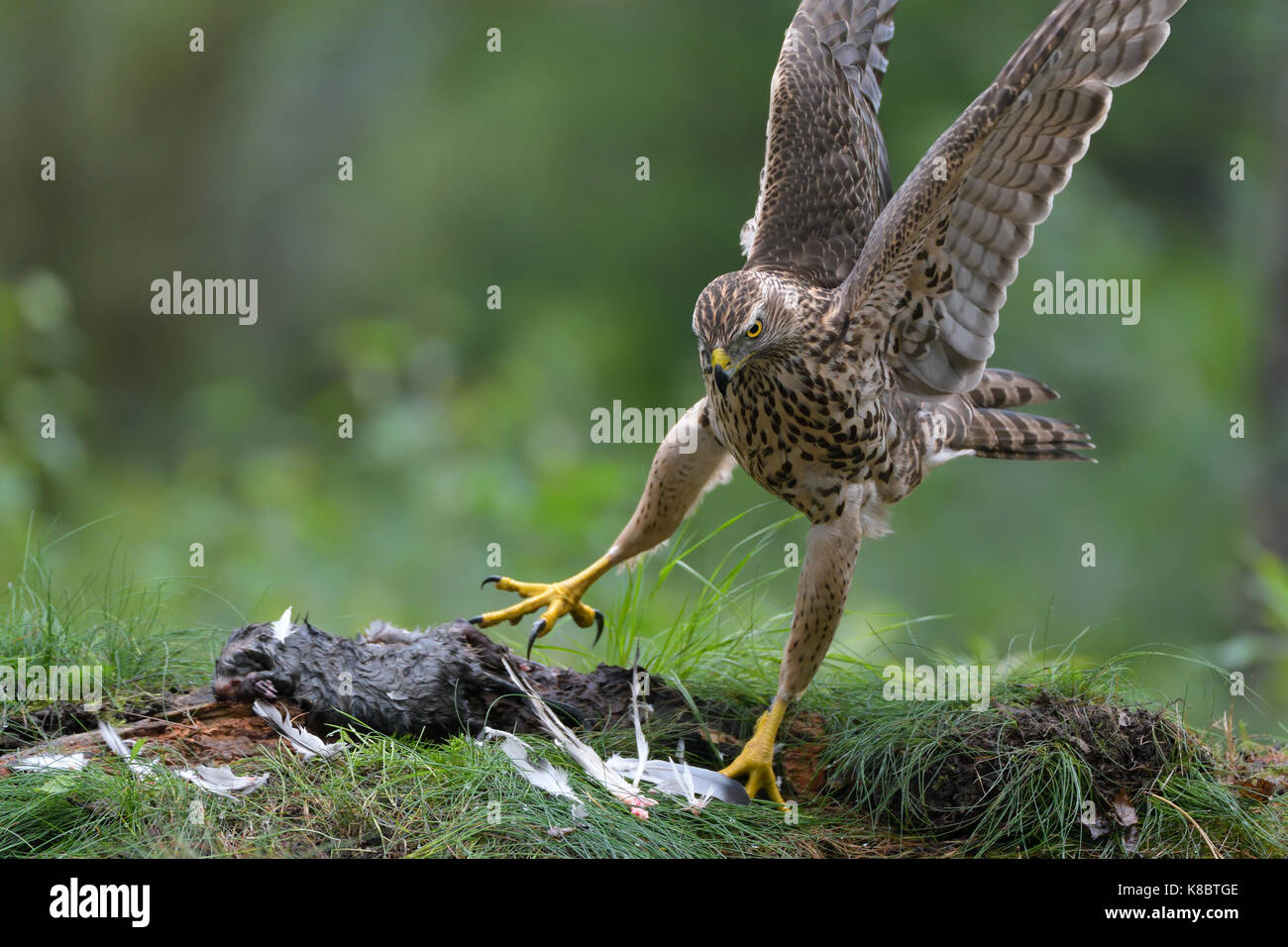 Northern Goshawk, juvenile female with prey on an open spot in the ...