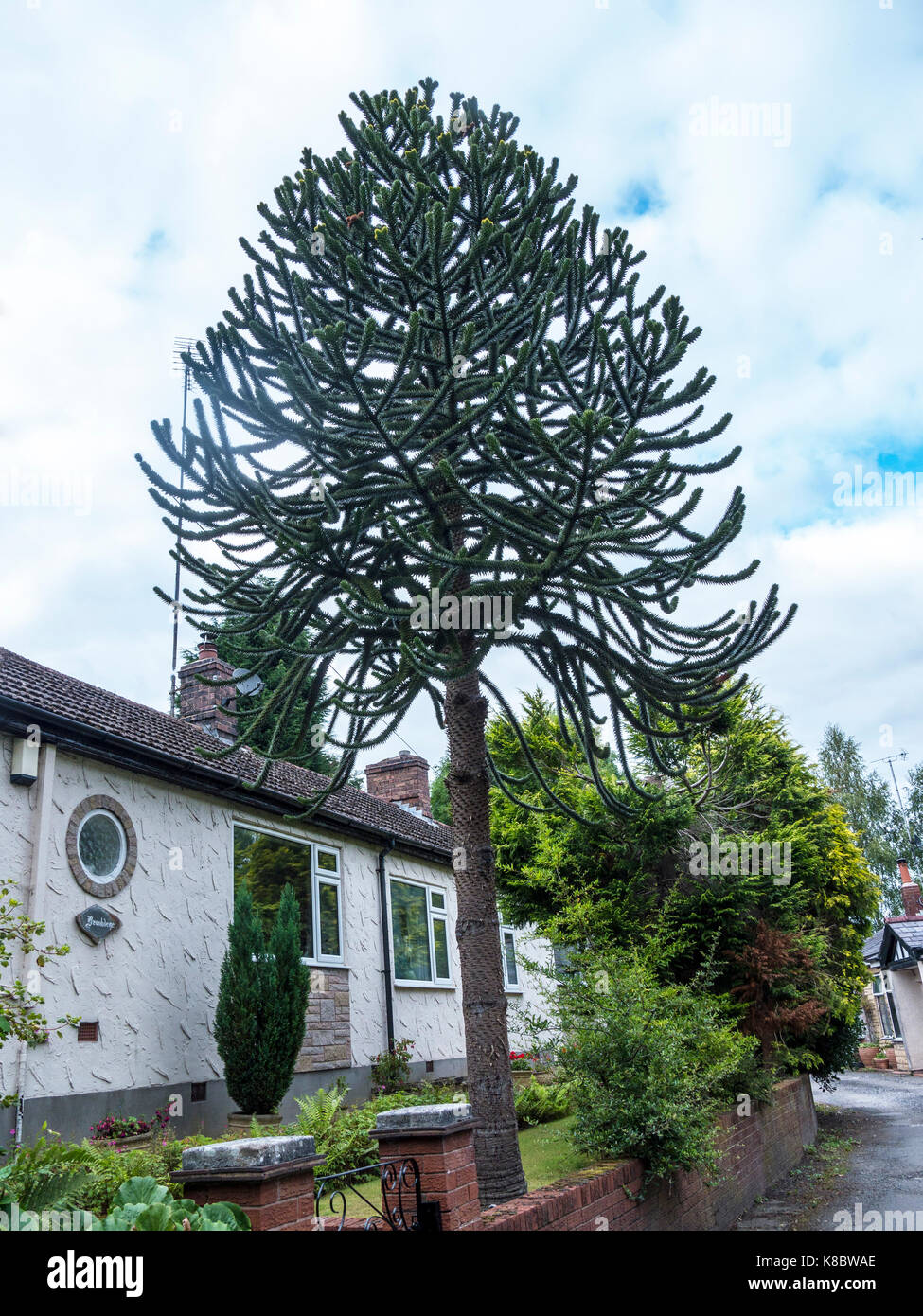 Ancient monkey puzzle tree hi-res stock photography and images - Alamy