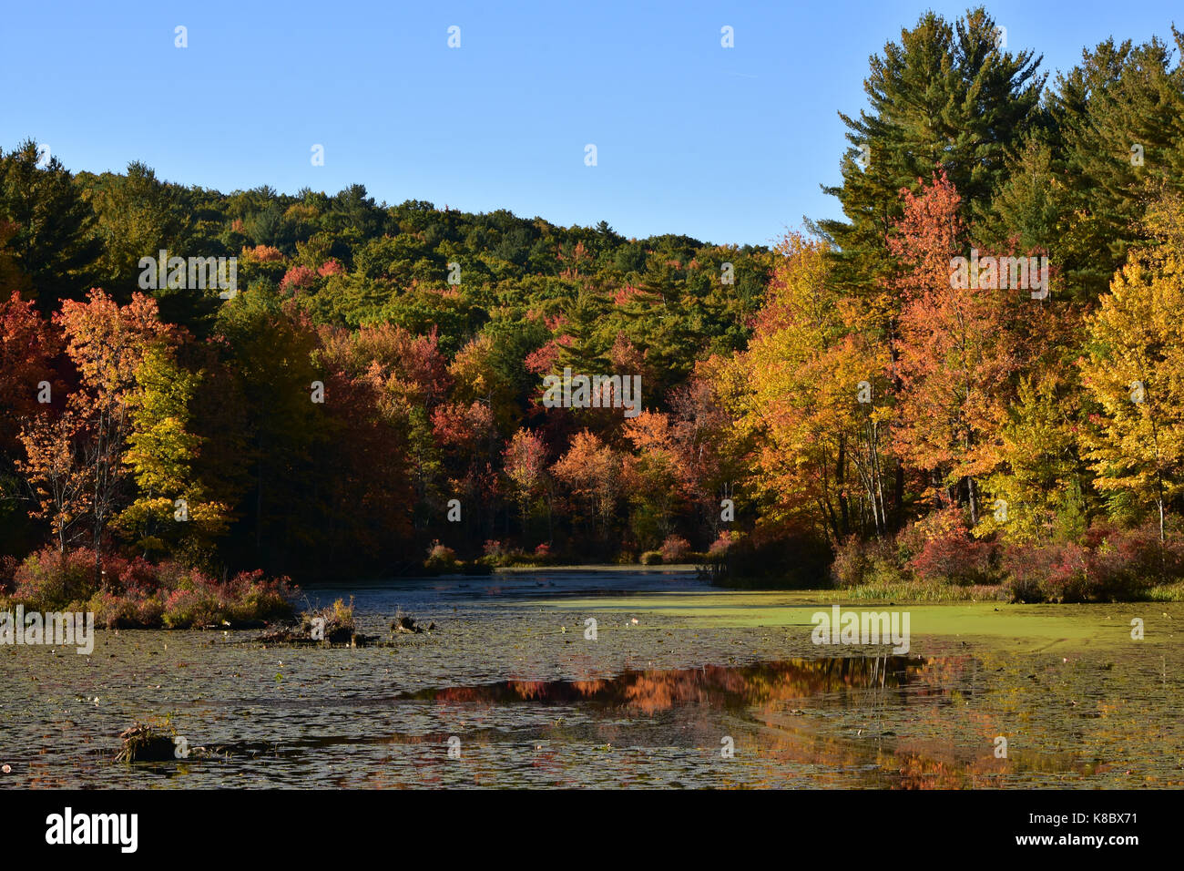 Artful fall foliage hi-res stock photography and images - Alamy