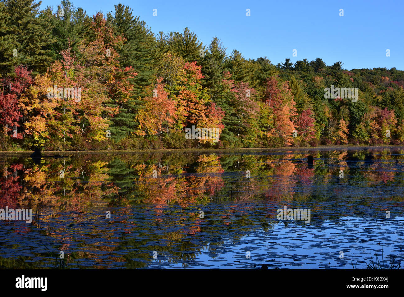Intense fall foliage along lake edge Stock Photo - Alamy