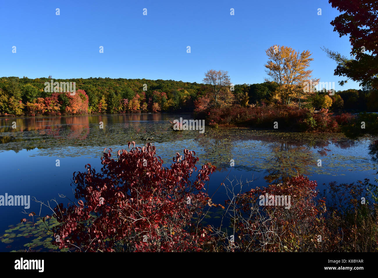 Fall foliage and lake reflecting clear blue sky Stock Photo - Alamy