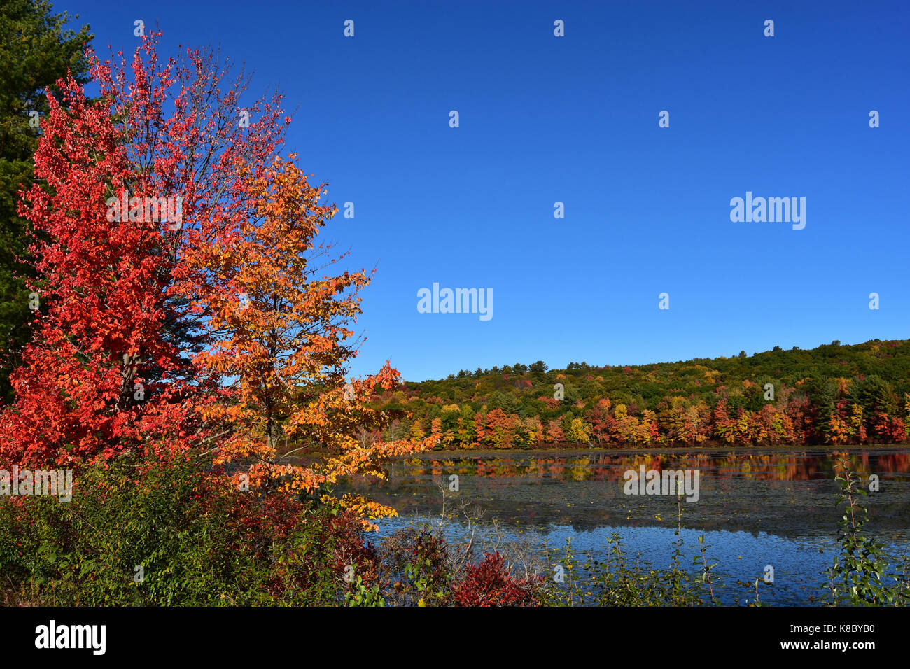 Intense fall foliage along lakeshore Stock Photo - Alamy