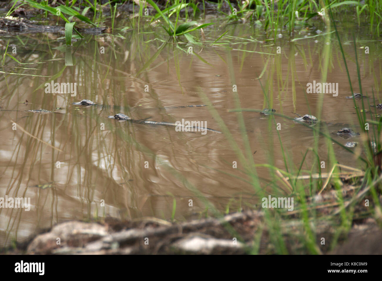 Cajun country alligators hi-res stock photography and images - Alamy