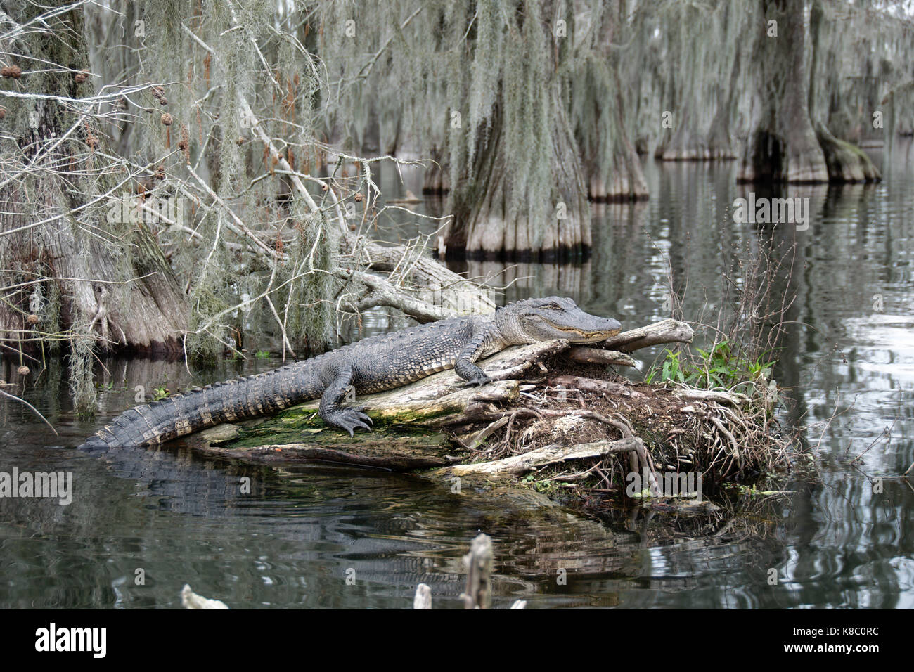Louisiana nature water hi-res stock photography and images - Alamy