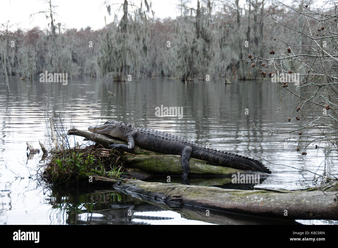 Louisiana bayou with alligator hi-res stock photography and images - Alamy