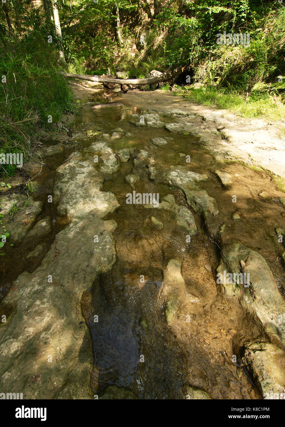 Clark Creek Natural Area, Tunica Hills, Mississippi Stock Photo - Alamy