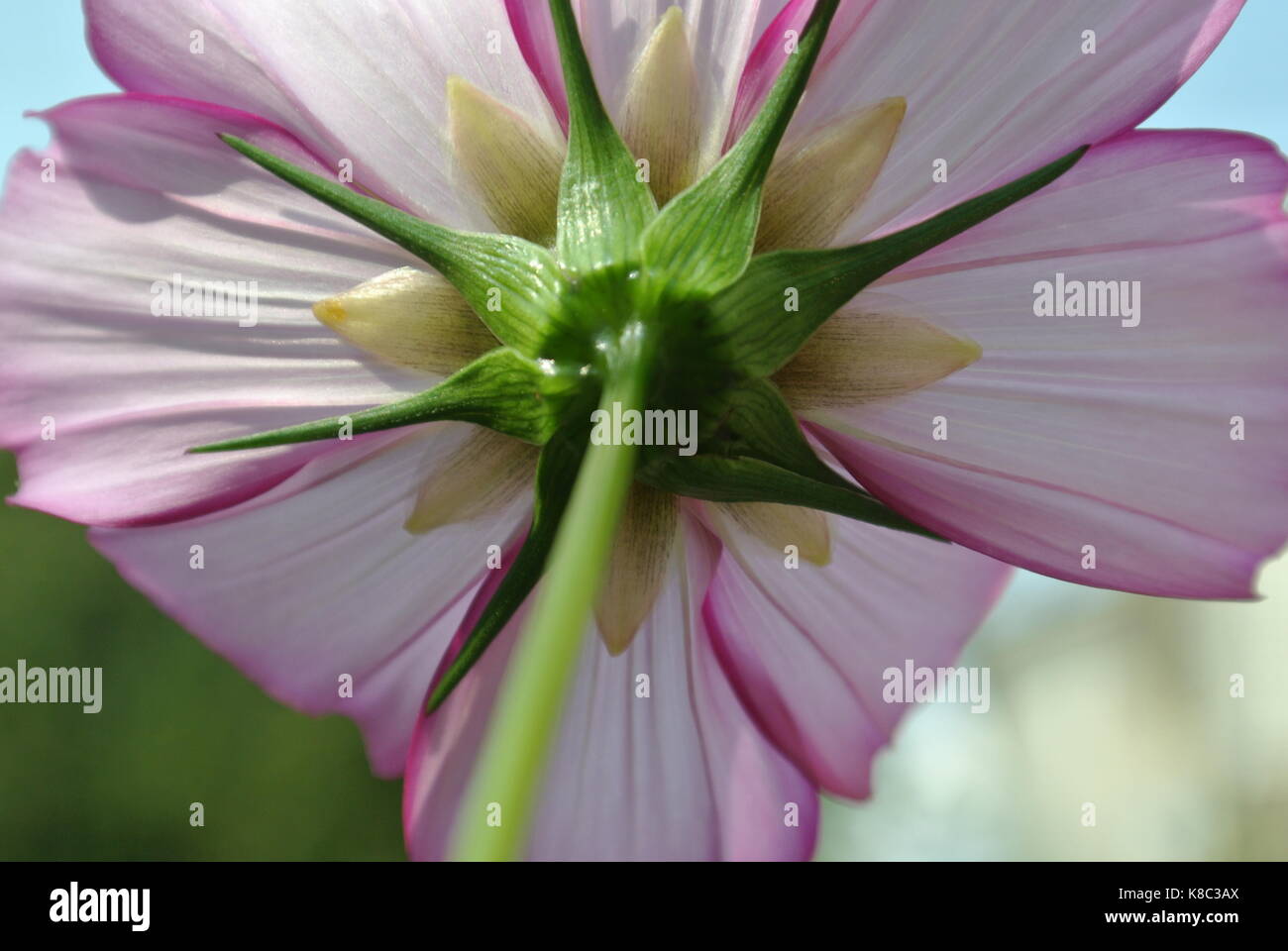 Cosmos summer flower Stock Photo - Alamy