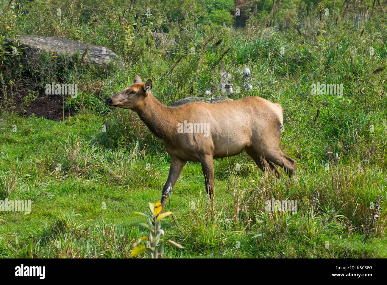 Elk doe hi-res stock photography and images - Alamy