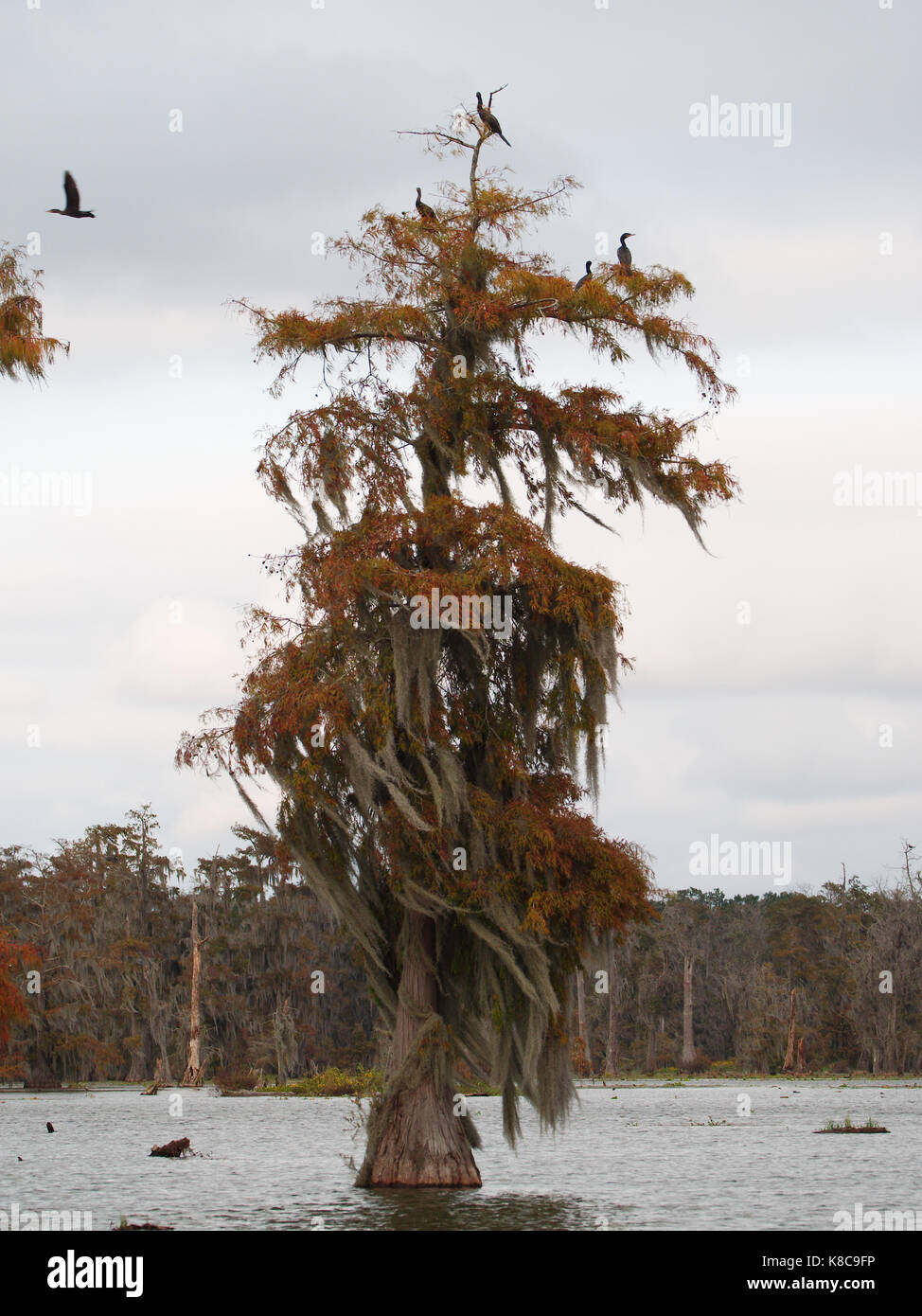 Cypress tree lake hi-res stock photography and images - Alamy