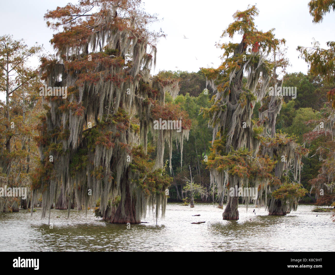 Louisiana bayou swamp cypress trees hi-res stock photography and images ...