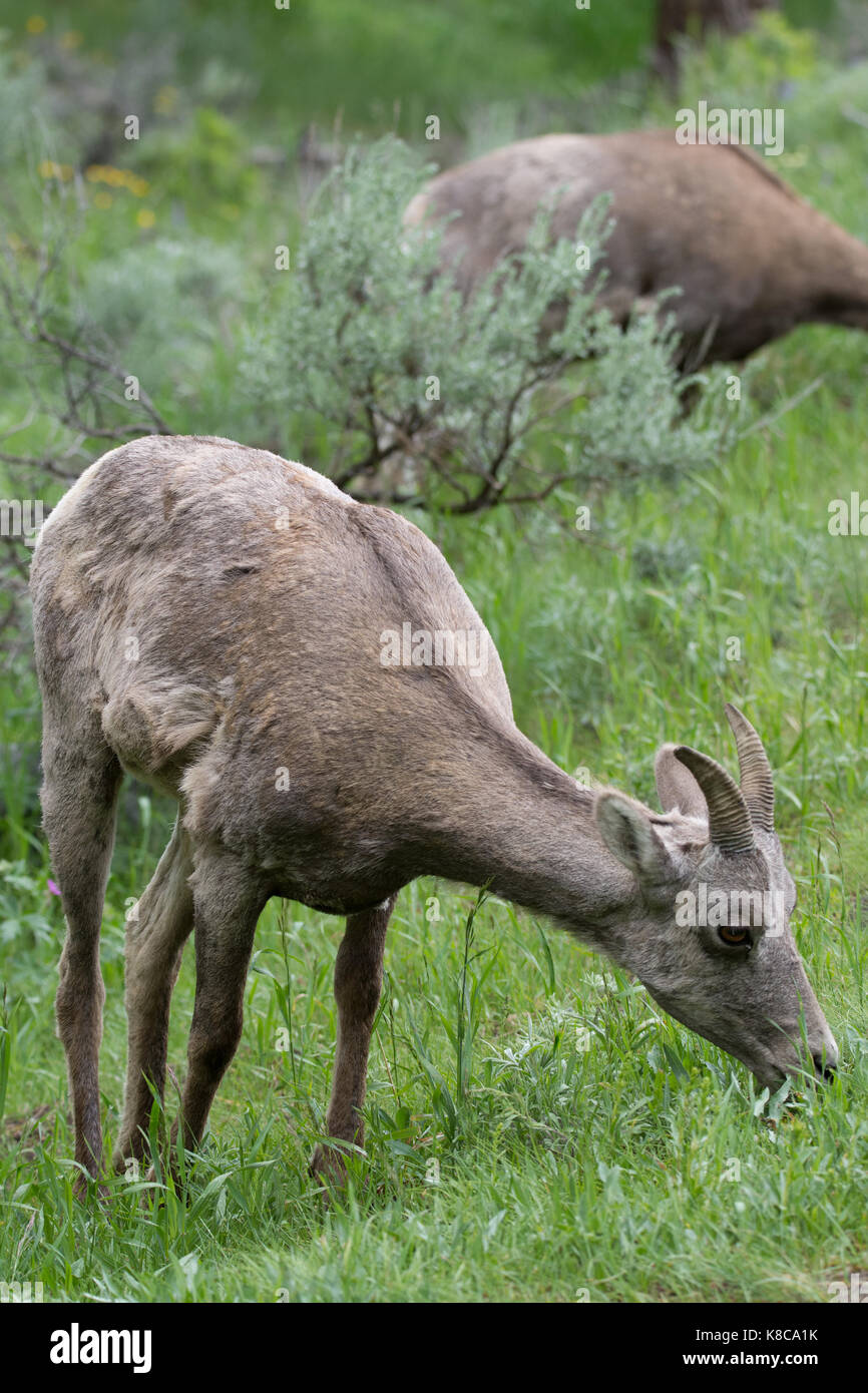 Close up of a grazing bighorn sheep ewe. She is eating lush green grass ...