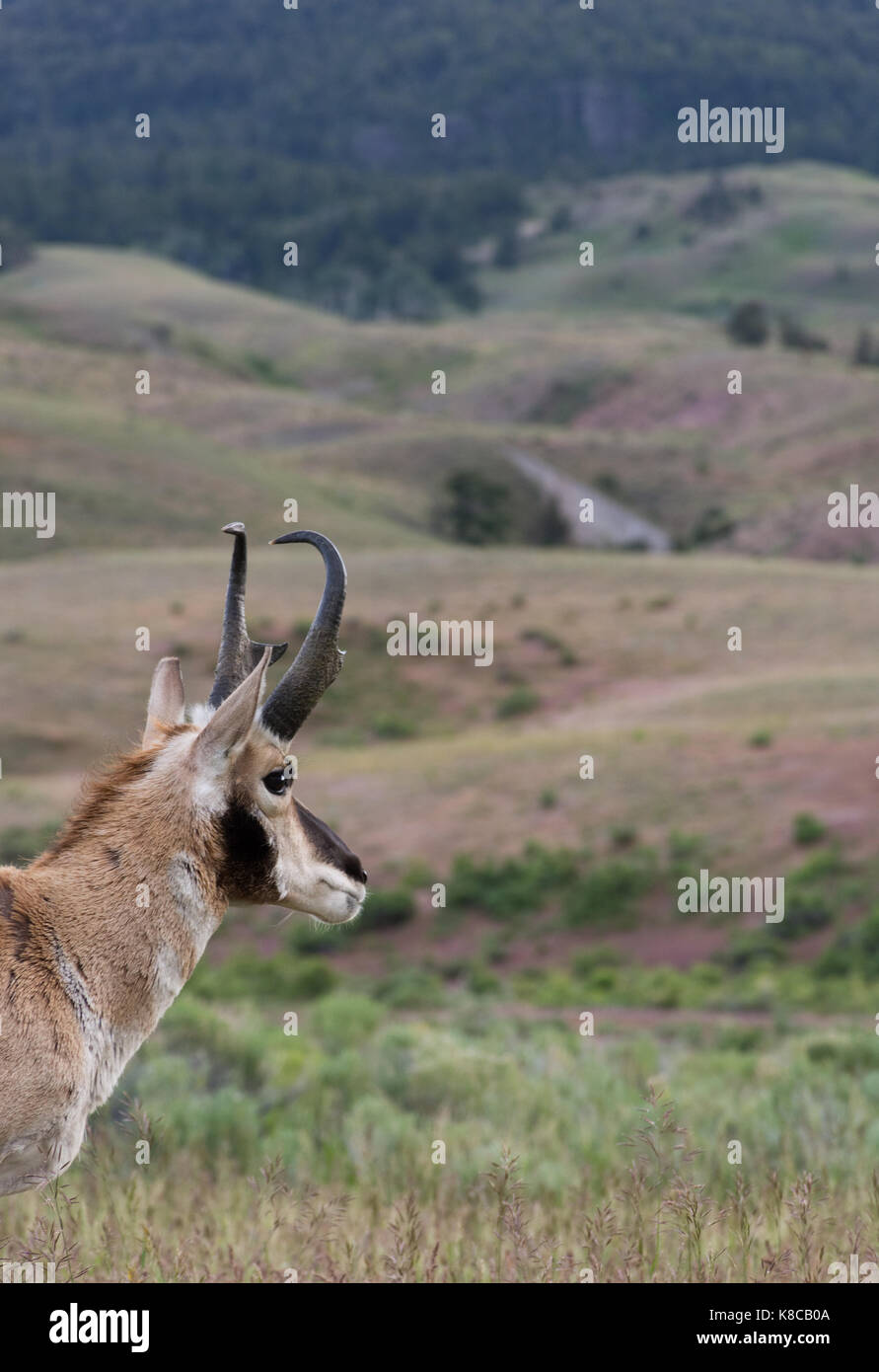 Close up of the head and neck of a pronghorn antelope with rolling ...