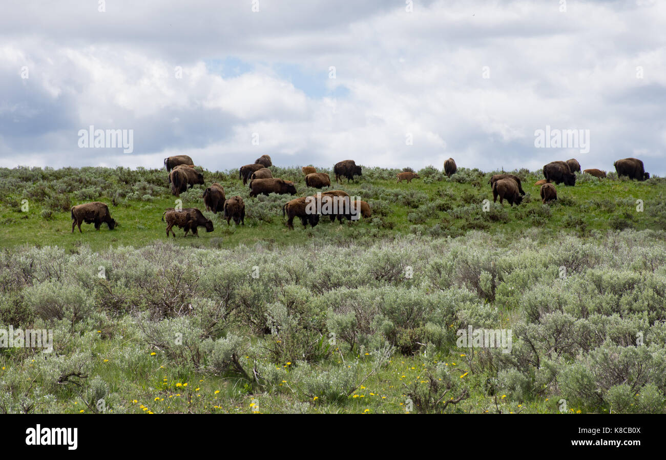 Bison herd hi-res stock photography and images - Alamy