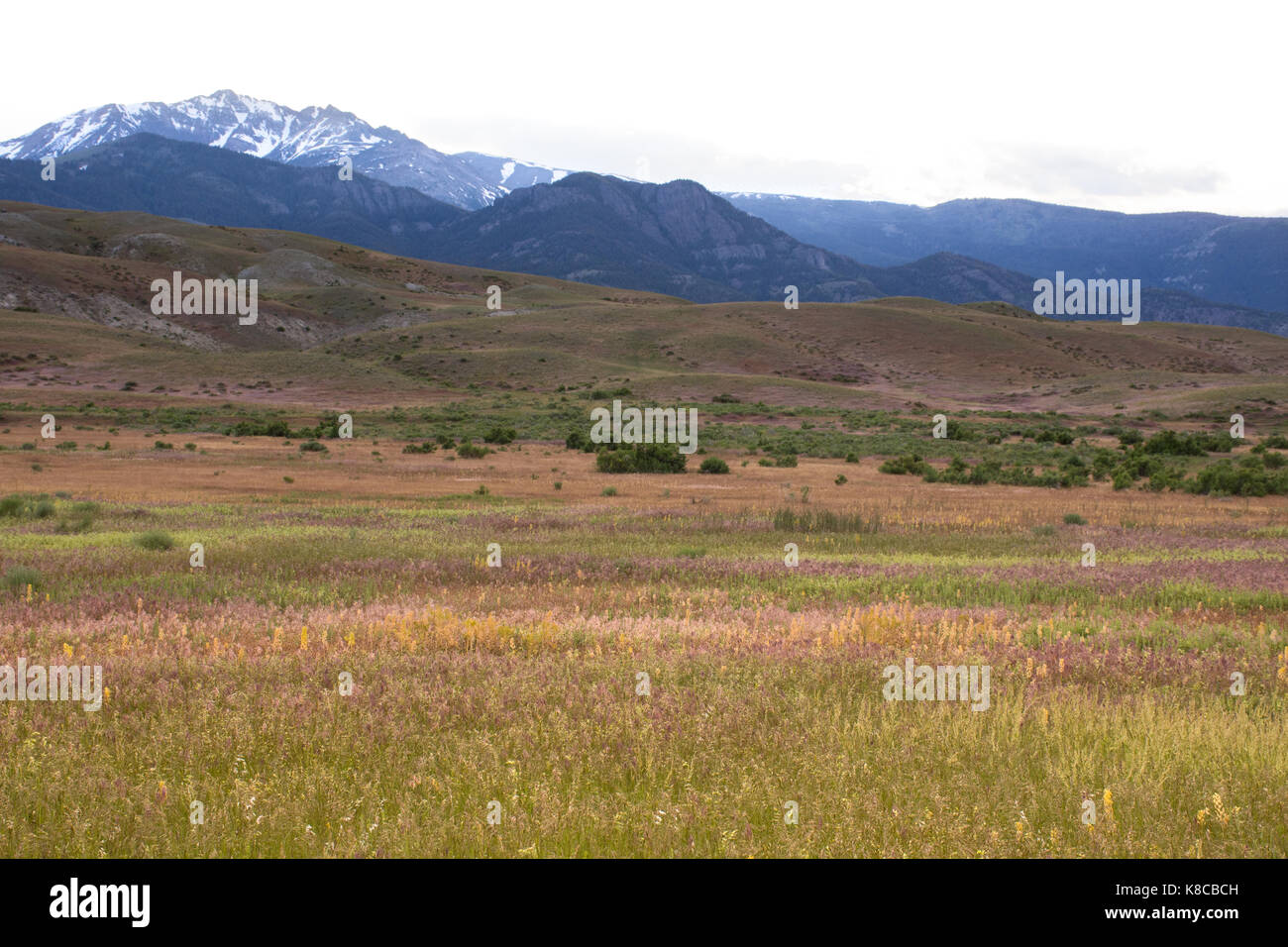 Meadow with multiple types of grasses with foothills and mountains in ...